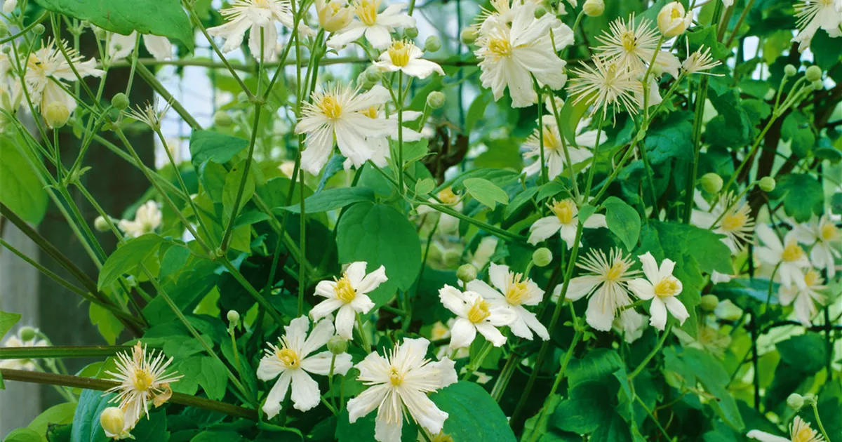 Clematis chiisanensis 'Lemon Bells'® Pflanze, Pflege & Tipps Floragard