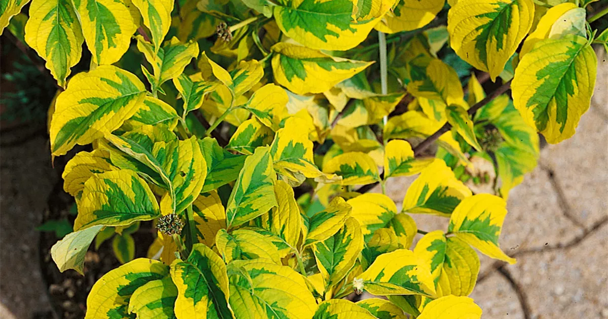 Amerikanischer Blumen-Hartriegel 'First Lady' Pflanze, Pflege & Tipps ...