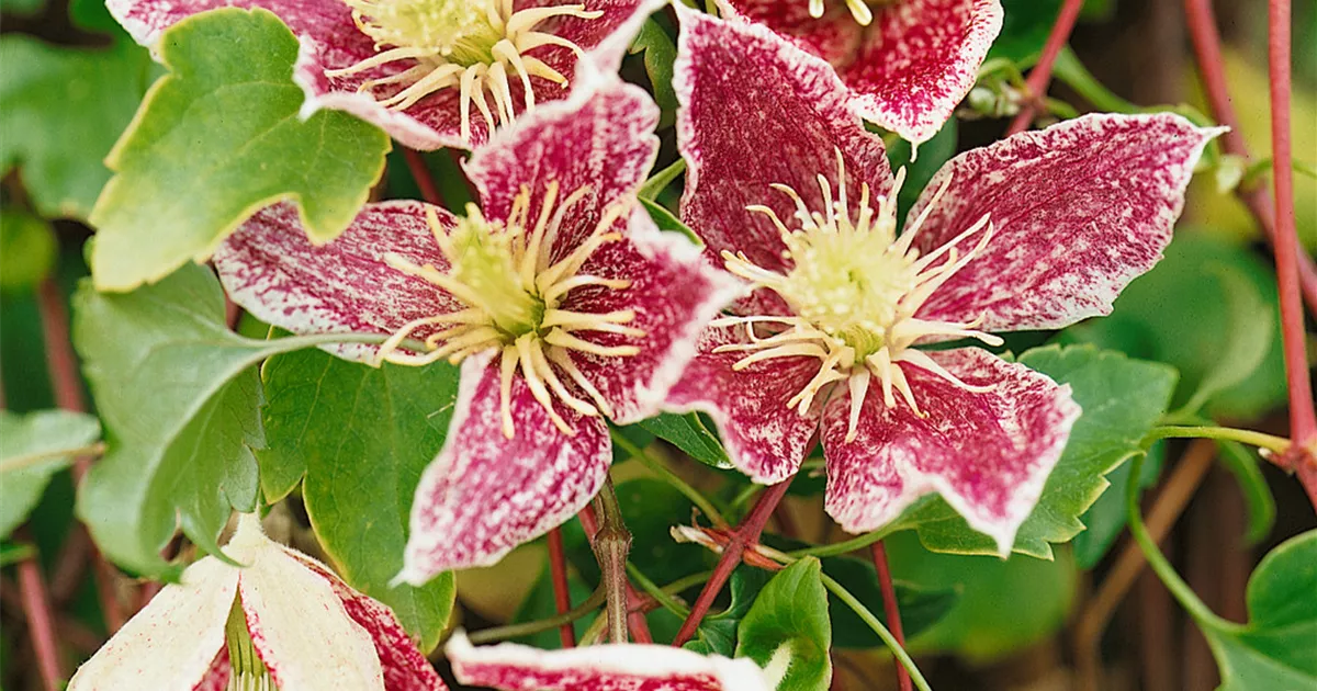 Clematis cirrhosa 'Freckles' Pflanze, Pflege & Tipps Floragard
