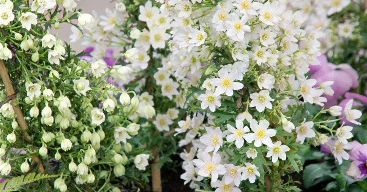 Clematis 'Joe' Pflanze, Pflege & Tipps Floragard