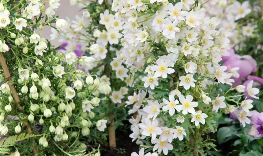 Clematis 'Joe' Pflanze, Pflege & Tipps Floragard