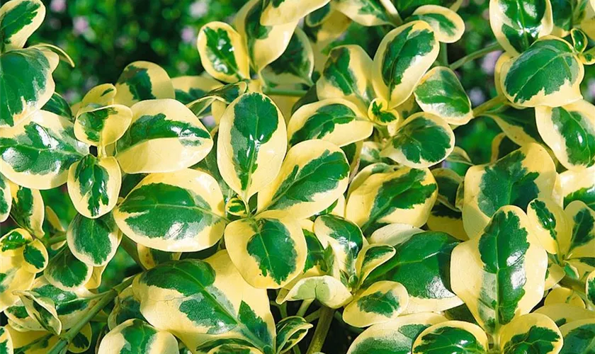 Coprosma repens 'Taupata Gold' Pflanze, Pflege & Tipps Floragard