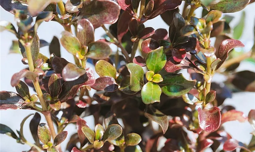 Coprosma repens 'Pacific Night' Pflanze, Pflege & Tipps Floragard