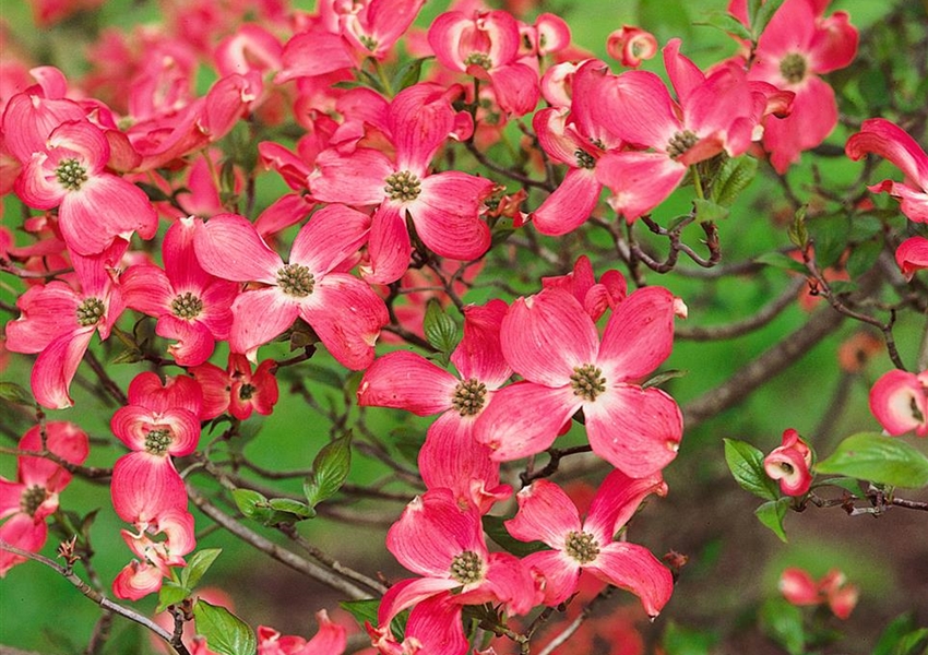 Amerikanischer Blumen-Hartriegel 'Sweetwater' - Floragard Pflanzeninfothek