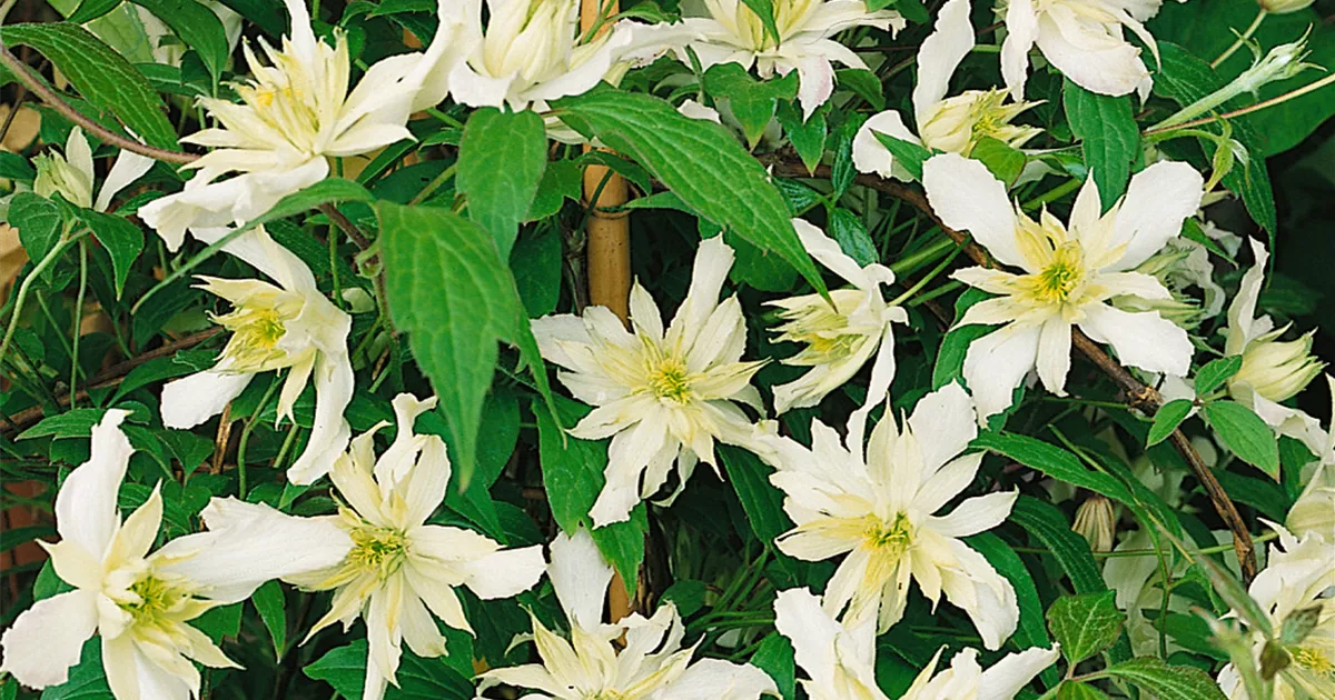 Clematis montana 'Jenny Keay' Pflanze, Pflege & Tipps Floragard