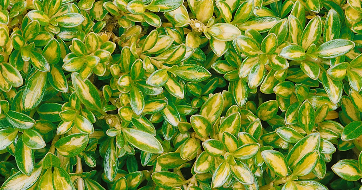 Coprosma repens 'Lemon Lime' Pflanze, Pflege & Tipps Floragard