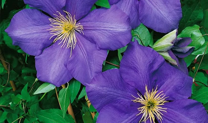 Clematis 'Danielle' Pflanze, Pflege & Tipps Floragard