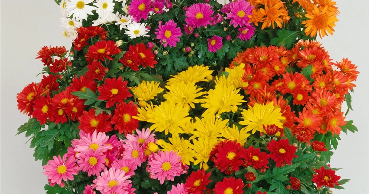 Chrysanthemum multiflora 'Trio' Pflanze, Pflege & Tipps Floragard