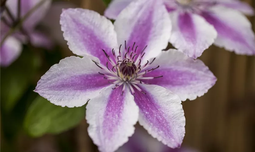 Clematis 'Darius' Pflanze, Pflege & Tipps Floragard