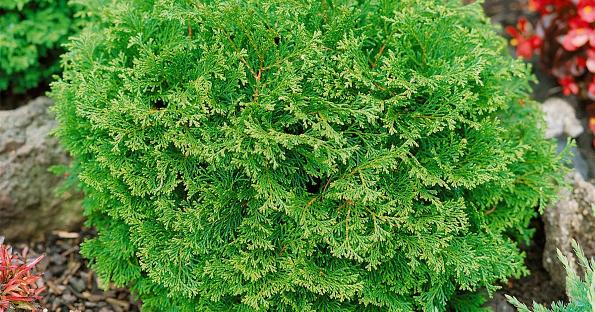 Chamaecyparis Obtusa Pygmaea Pflanze Pflege Tipps Floragard
