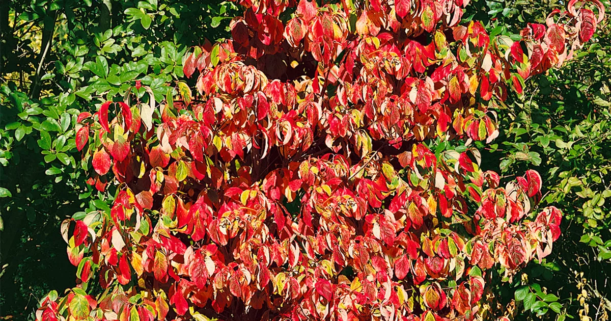 Amerikanischer Blumen-Hartriegel 'Welchii' Pflanze, Pflege & Tipps ...