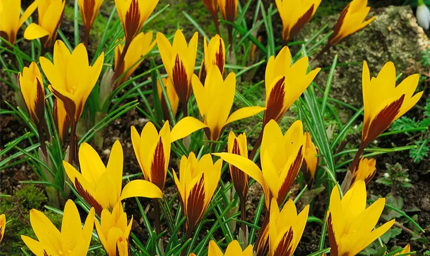Crocus angustifolius 'Minor' Pflanze, Pflege & Tipps Floragard