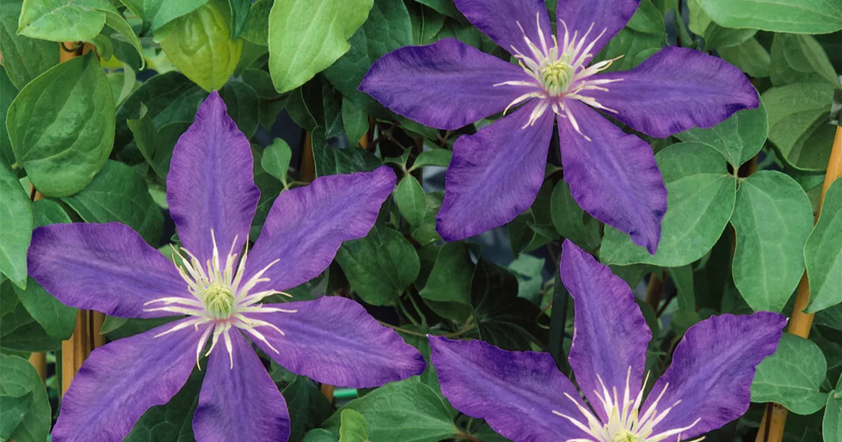 Clematis diversifolia 'Fascination'(s) Pflanze, Pflege & Tipps Floragard