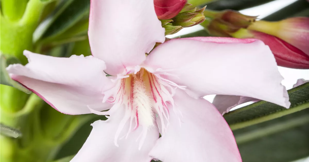 Oleander Pflanze, Pflege & Tipps Floragard