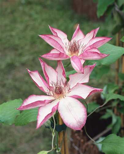 Clematis 'Omoshiro' - Floragard Pflanzeninfothek