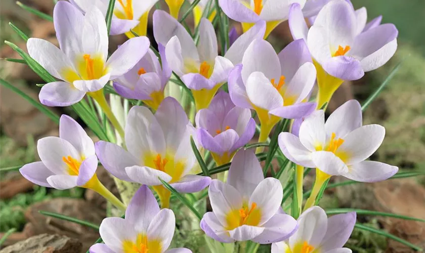 Garten-Krokus 'Firefly' Pflanze, Pflege & Tipps Floragard