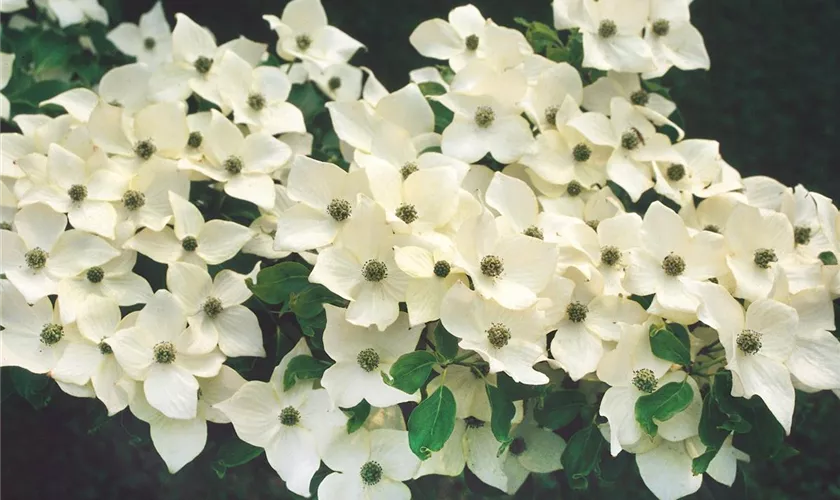 Japanischer Blumen-Hartriegel 'Stardust' Pflanze, Pflege & Tipps Floragard