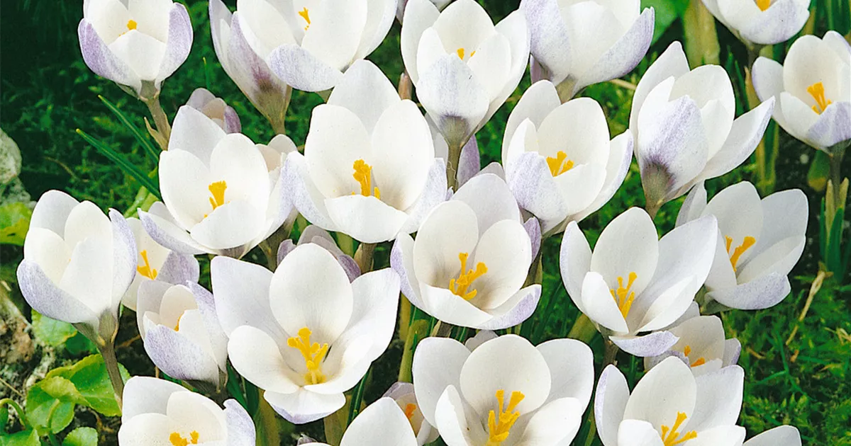 Crocus speciosus 'Alba' Pflanze, Pflege & Tipps Floragard