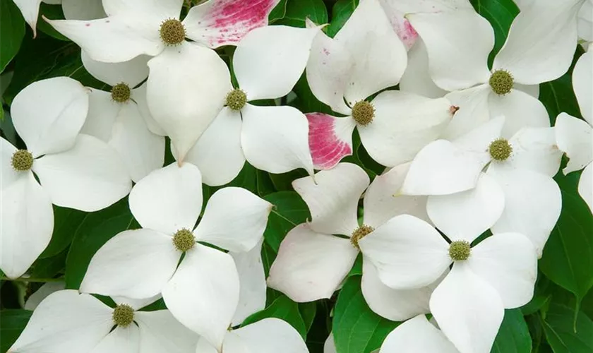 Cornus kousa 'Constellation'® Pflanze, Pflege & Tipps Floragard