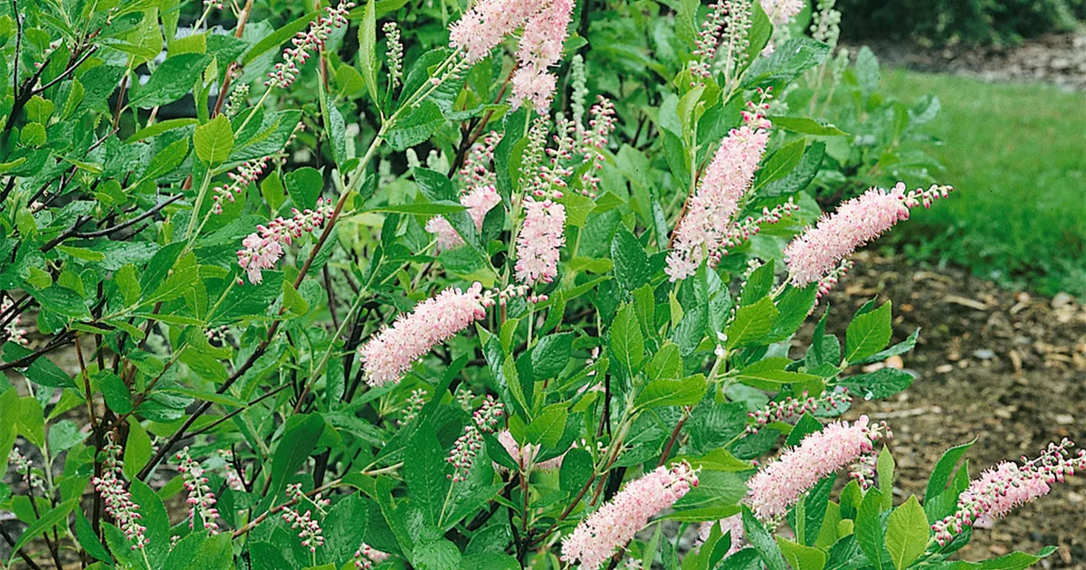 Clethra Alnifolia Pink Spire