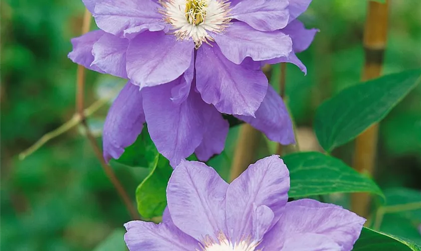 Clematis 'Filigree' Pflanze, Pflege & Tipps Floragard