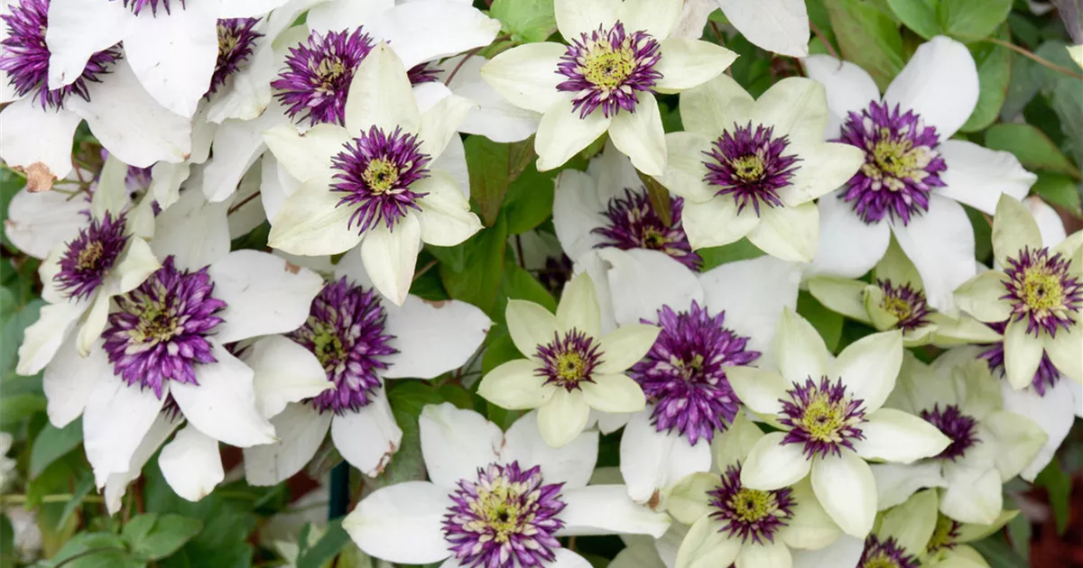 Clematis florida 'Viennetta' Pflanze, Pflege & Tipps Floragard