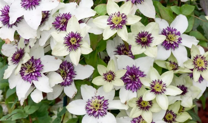 Clematis florida 'Viennetta' Pflanze, Pflege & Tipps Floragard