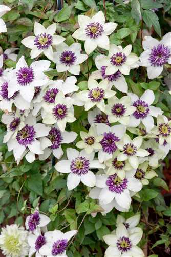 Clematis florida 'Viennetta' - Floragard Pflanzeninfothek