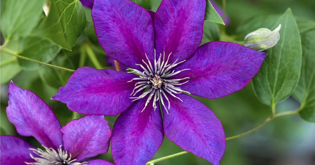 Clematis florida 'Cassis' Pflanze, Pflege & Tipps Floragard