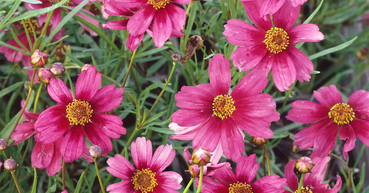 Coreopsis 'Garnet' Pflanze, Pflege & Tipps Floragard