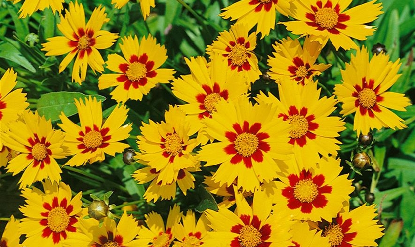 Großblumiges Mädchenauge 'Heliot' - Floragard Pflanzeninfothek