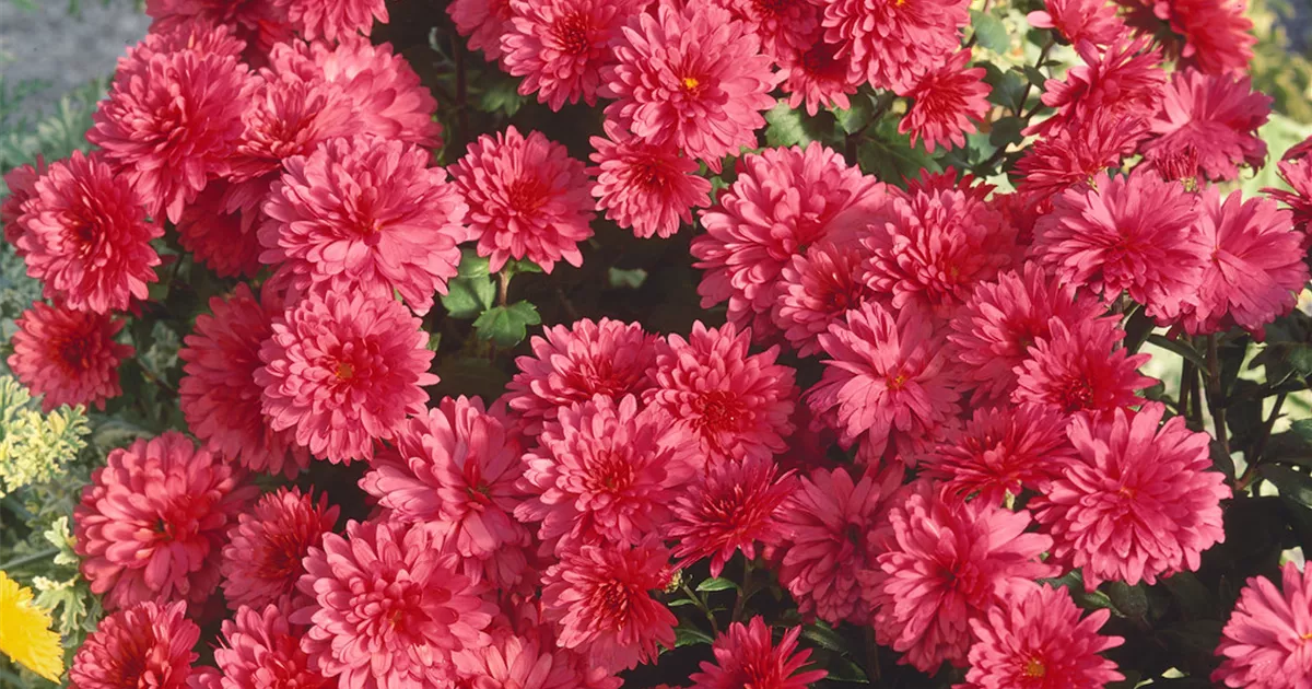 Chrysanthemum hortorum 'Schwyz' Pflanze, Pflege & Tipps Floragard