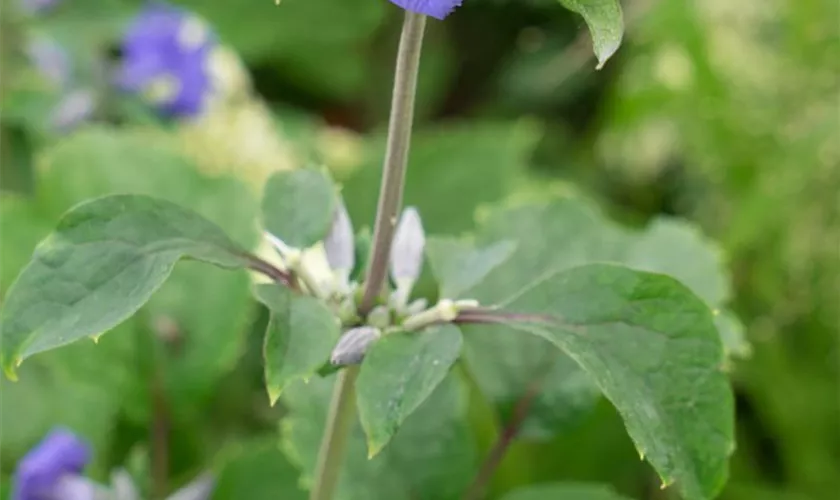Clematis heracleifolia 'Cassandra' Pflanze, Pflege & Tipps Floragard
