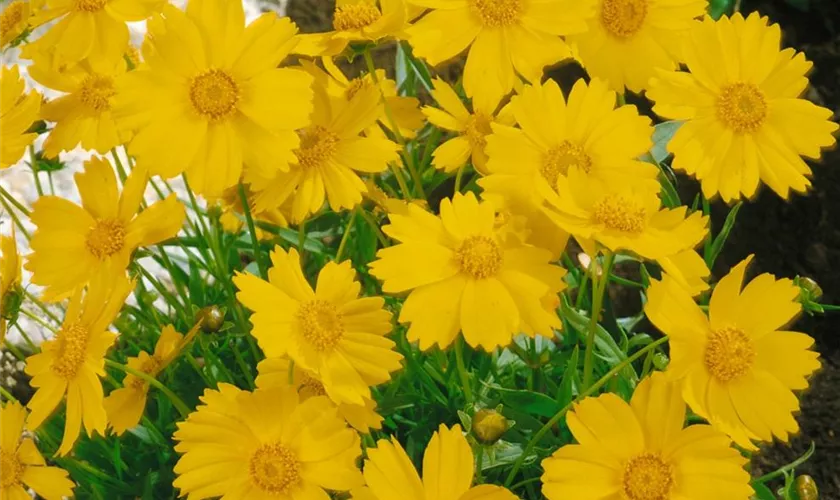 Coreopsis lanceolata 'Baby Gold' Pflanze, Pflege & Tipps Floragard