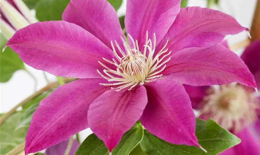 Clematis 'Acropolis' Pflanze, Pflege & Tipps Floragard