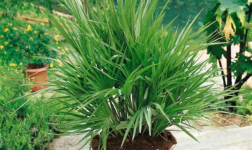 Chamaerops humilis 'Compacta' Pflanze, Pflege & Tipps Floragard