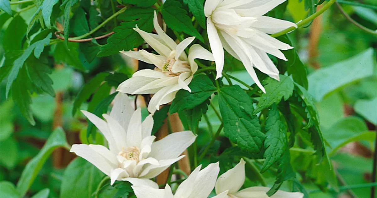 Clematis alpina 'Lemon Dream'(s) Pflanze, Pflege & Tipps Floragard