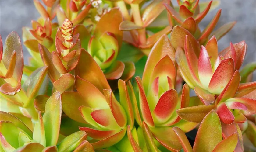 Crassula capitella 'Campfire' Pflanze, Pflege & Tipps Floragard