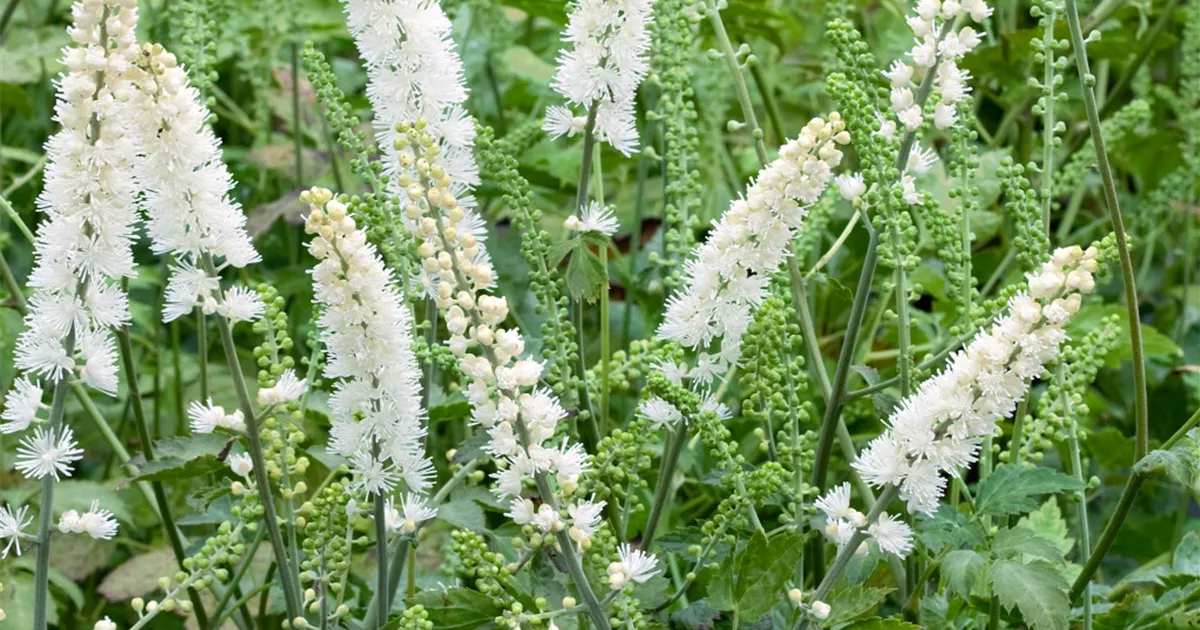 Cimicifuga simplex 'White Pearl' Pflanze, Pflege & Tipps Floragard