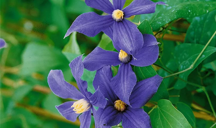 Clematis integrifolia 'Blue Ribbons' Pflanze, Pflege & Tipps Floragard