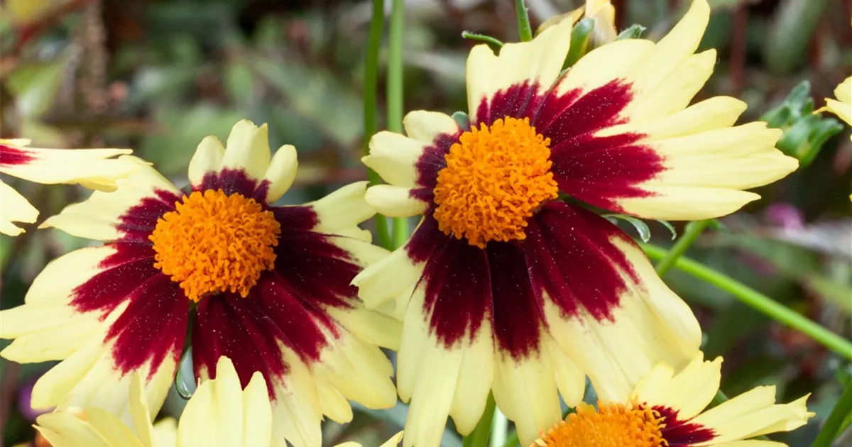 Coreopsis rosea 'Snowberry'® Pflanze, Pflege & Tipps Floragard