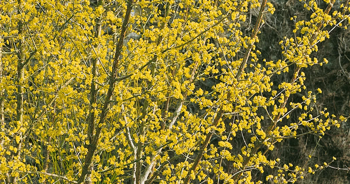 Cornus officinalis Pflanze, Pflege & Tipps Floragard