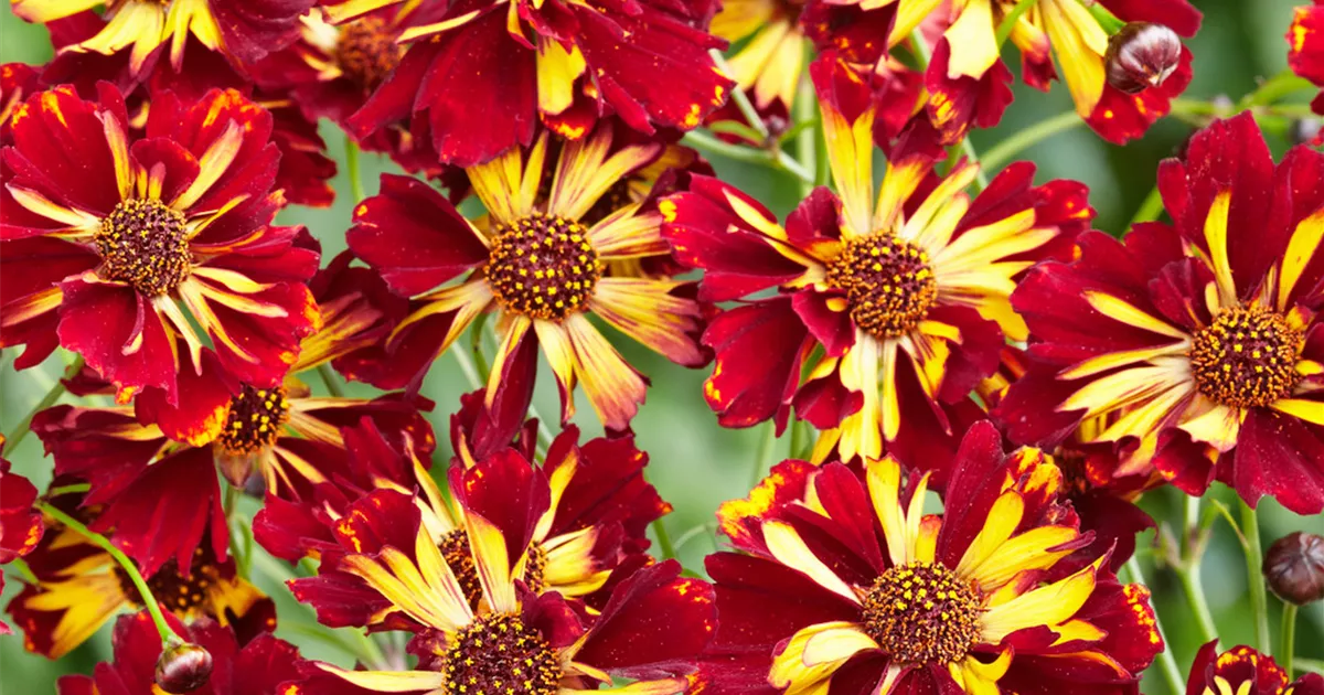 Coreopsis tinctoria 'Roulette' Pflanze, Pflege & Tipps Floragard