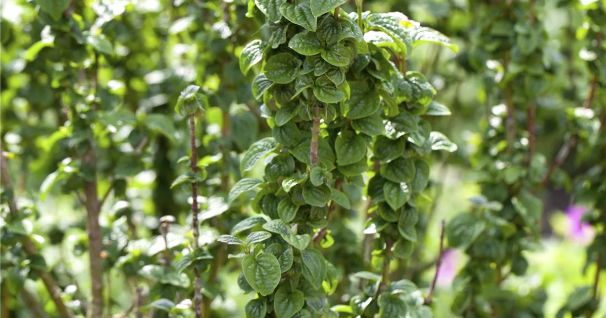Cornus sanguinea 'Compressa' Pflanze, Pflege & Tipps Floragard