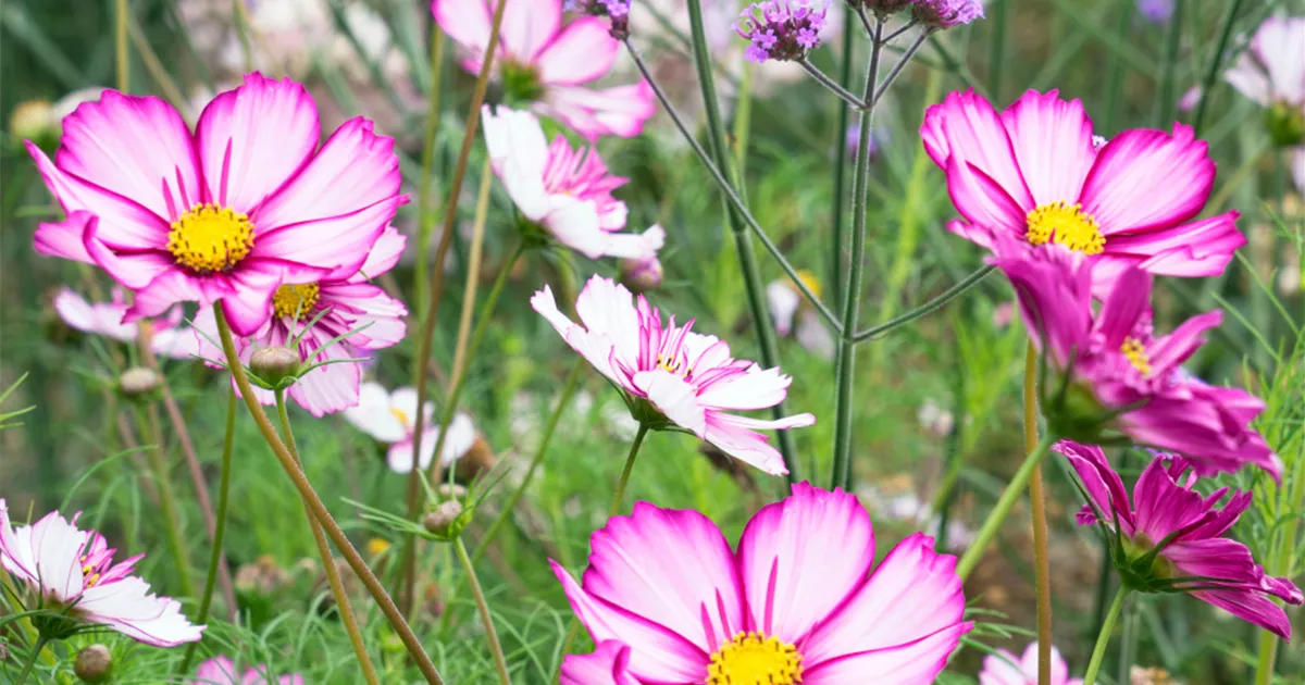 Cosmos bipinnatus 'Sweet Sixteen' Pflanze, Pflege & Tipps Floragard
