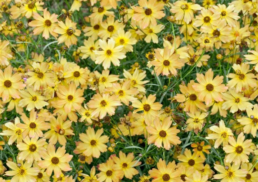 Hohes Garten-Mädchenauge 'Pierre Bennerup' - Floragard Pflanzeninfothek