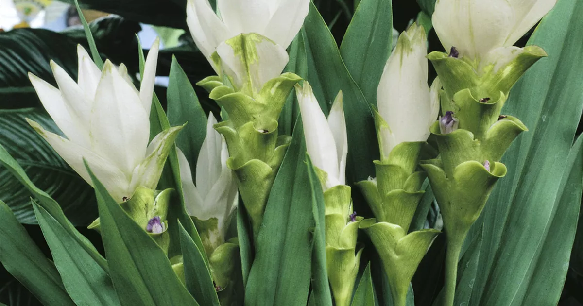 Curcuma alismatifolia 'Stardust' Pflanze, Pflege & Tipps Floragard