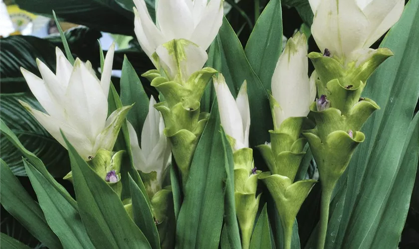 Curcuma alismatifolia 'Stardust' Pflanze, Pflege & Tipps Floragard