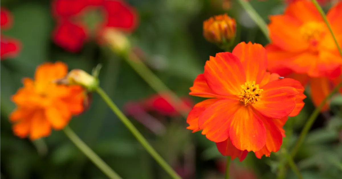 Cosmos sulphureus 'Diablo' Pflanze, Pflege & Tipps Floragard