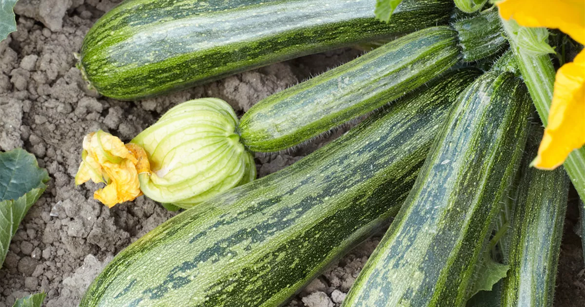 Cucurbita Pepo Subsp Pepo